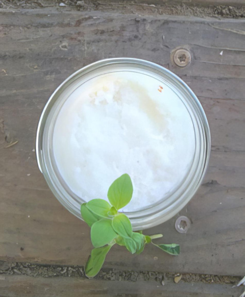 DIY Oregano Goat Udder Balm Means Happy Goats - Goat Journal